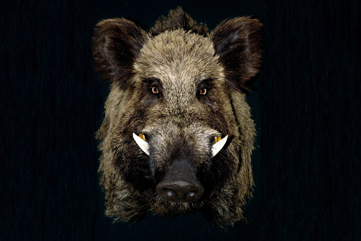 Dallas Feral Hogs Are In Your Backyard D Magazine Dallas Feral Hogs Are In Your Backyard D Magazine