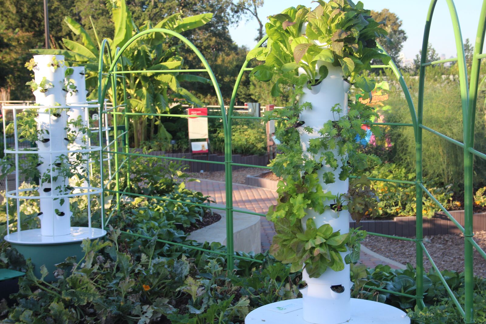 In the Garden with Dave Forehand: What’s Up With Hydroponics? - D Magazine
