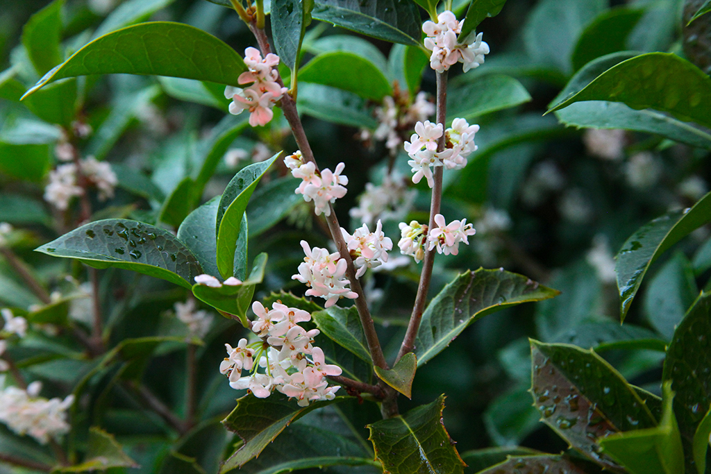 In the Garden with Dave Forehand: Five Things to Know About Osmanthus ...