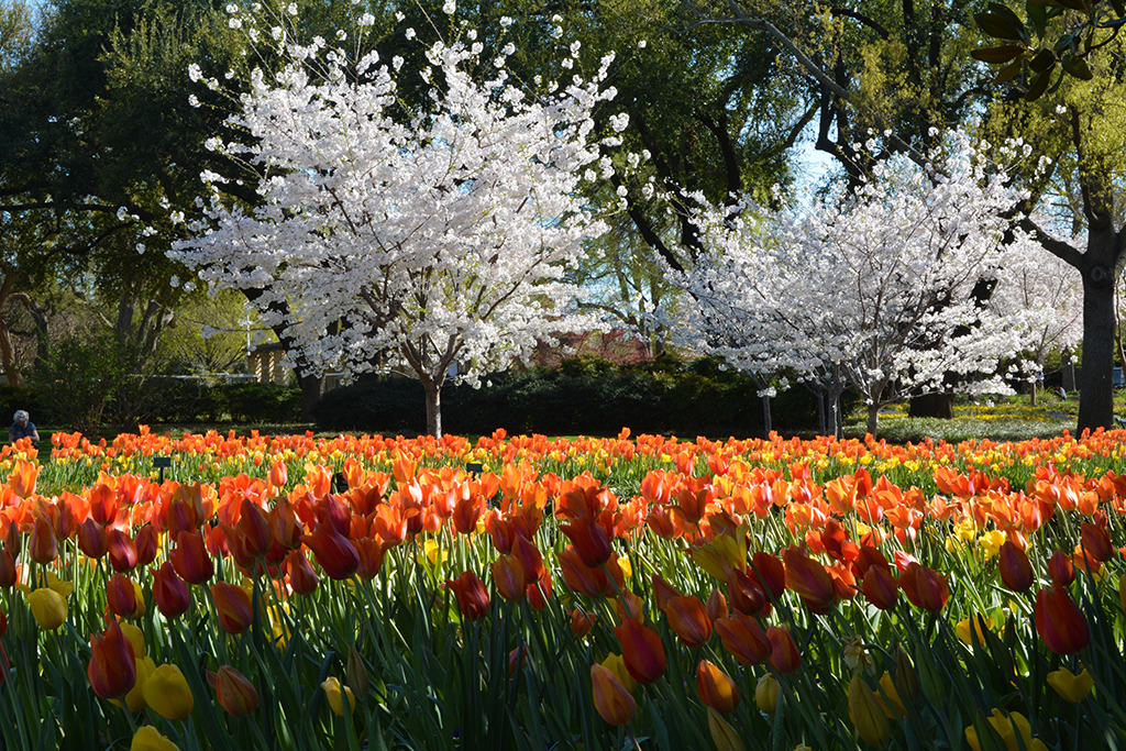 The Seven Best Photo Opps at the Arboretum’s Dallas Blooms Festival - D ...