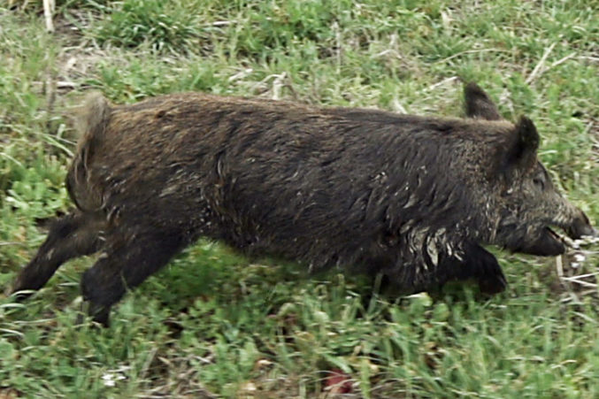 Dallas' Feral Hogs Are in Your Backyard - D Magazine