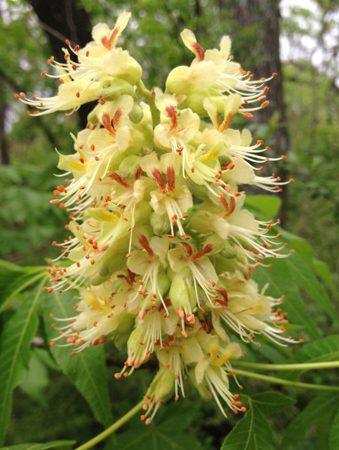 It's Time for Buckeyes, Kids! - D Magazine