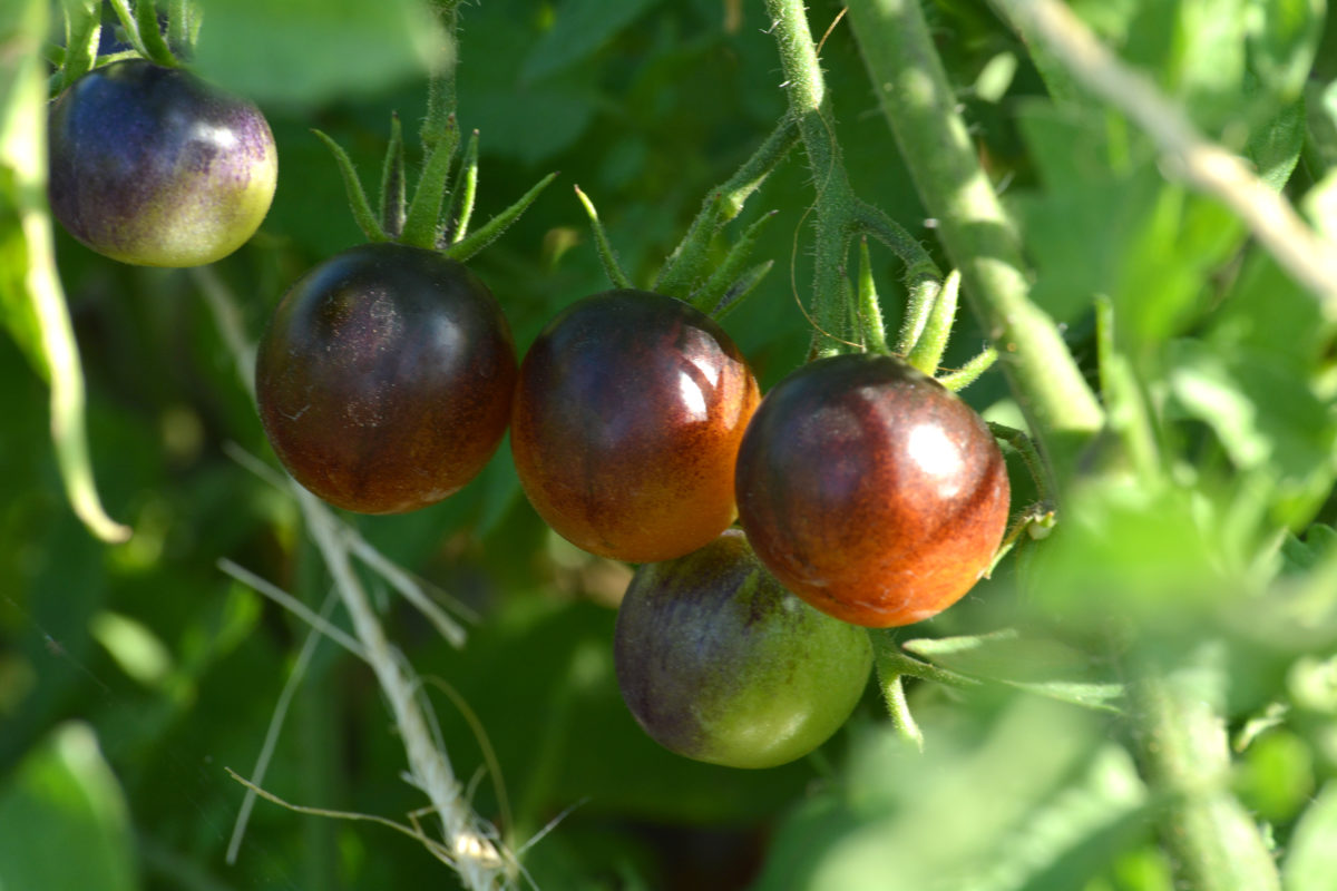 Three Tomatoes to Plant This Summer - D Magazine