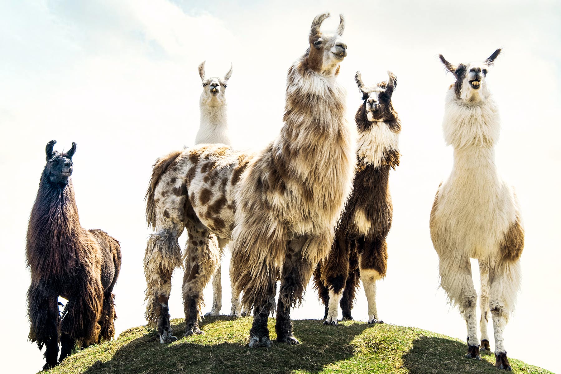 Go Inside ShangriLlama, North Texas' Only Llama Ranch - D Magazine