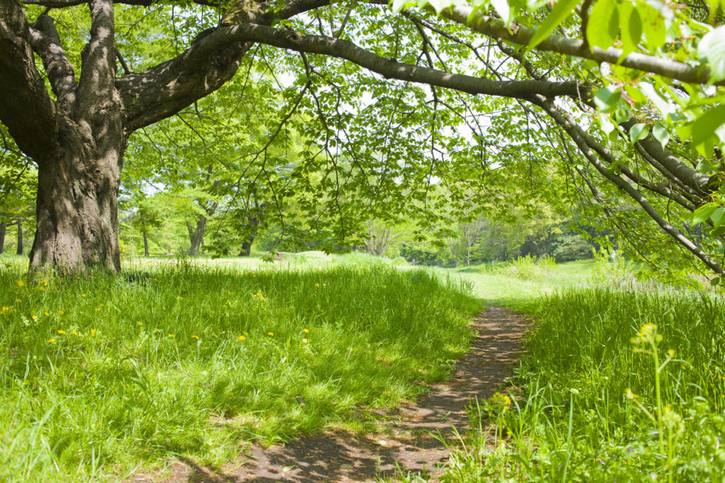 Get a Free Tree! - D Magazine