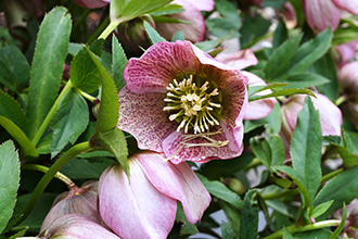 An English Cottage Garden - D Magazine