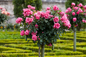 A Clean-Lined French Garden - D Magazine