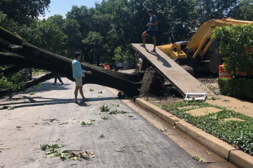 The City of Dallas Is Finally Taking Its Tree Canopy Seriously - D Magazine