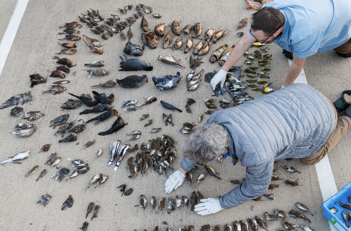 Dallas' Bright Lights Are Killing Migrating Birds - D Magazine