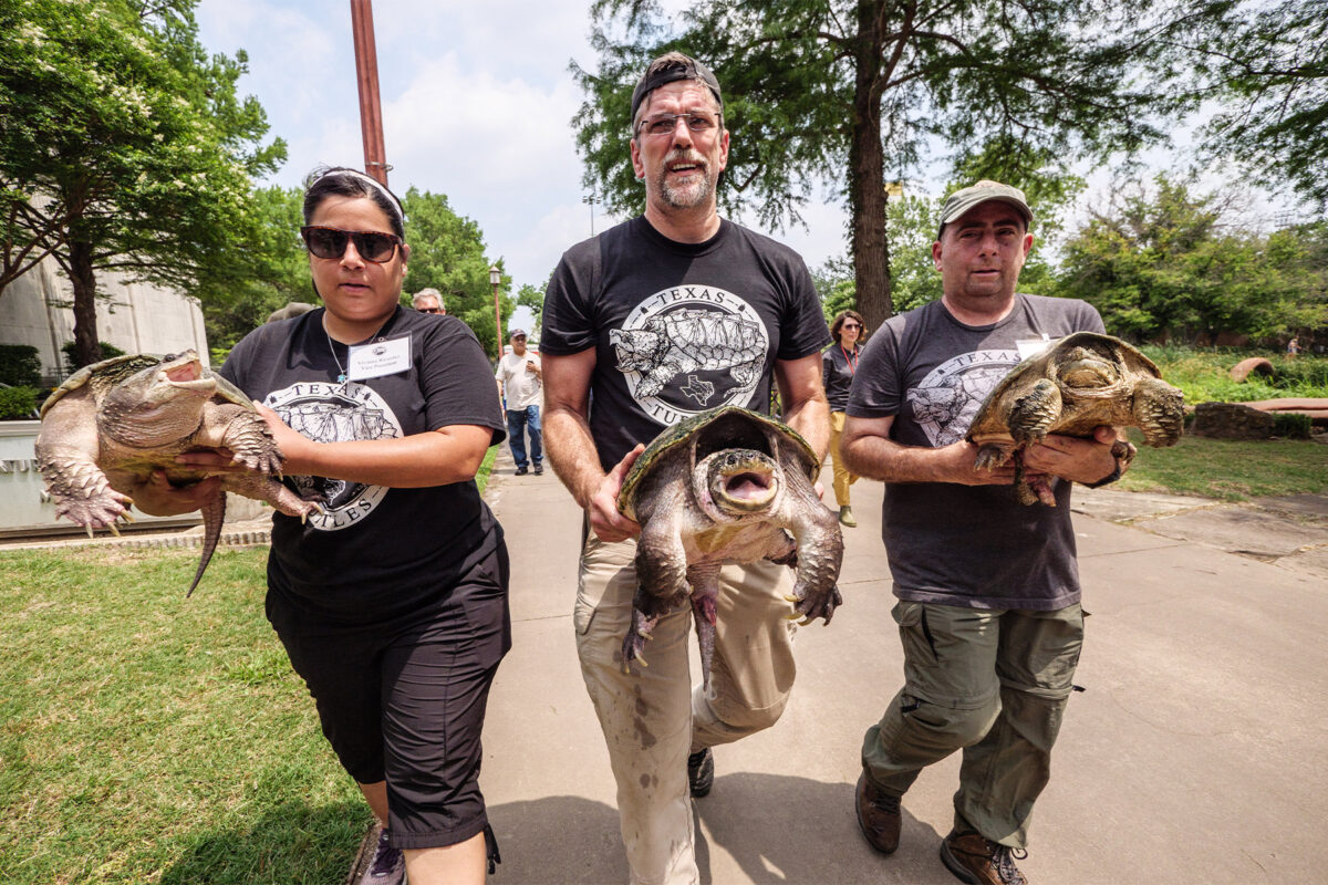 This Dallas Nonprofit Wants to Save Our State’s Native Turtles - D Magazine