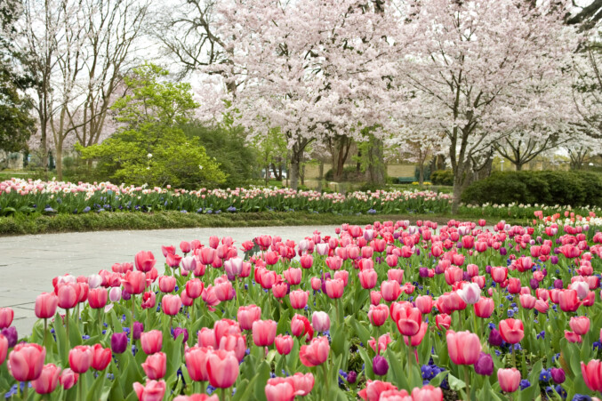 Dallas Blooms Is Back at the Arboretum - D Magazine