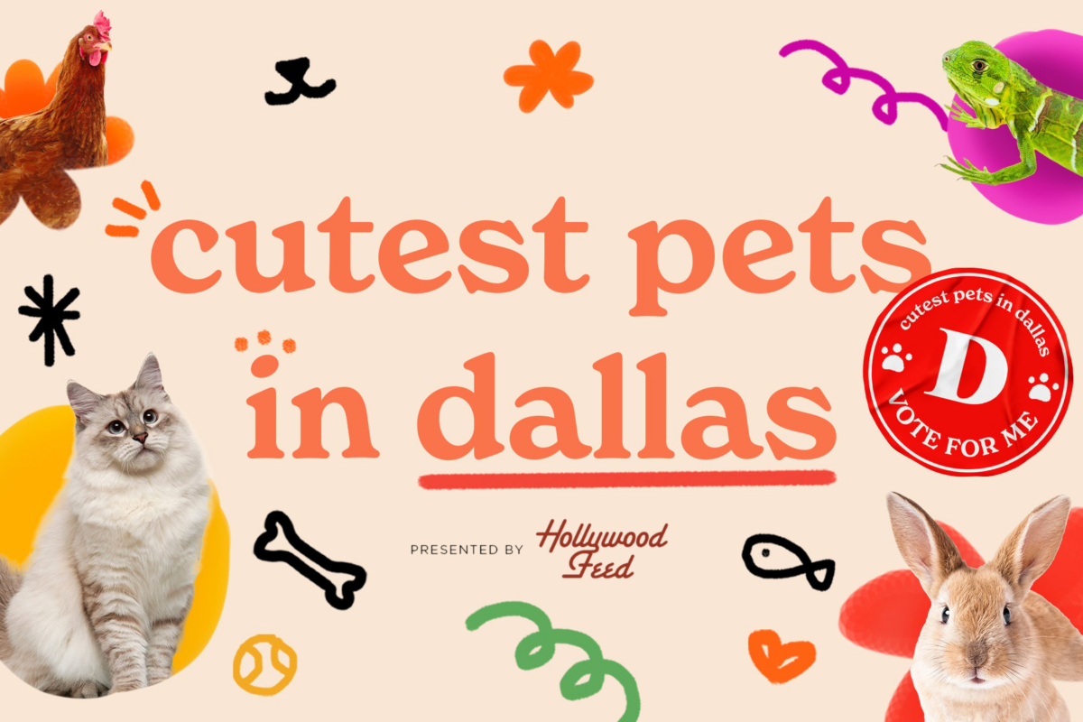 It Is Time For You To Judge the Cutest Pets in Dallas - D Magazine