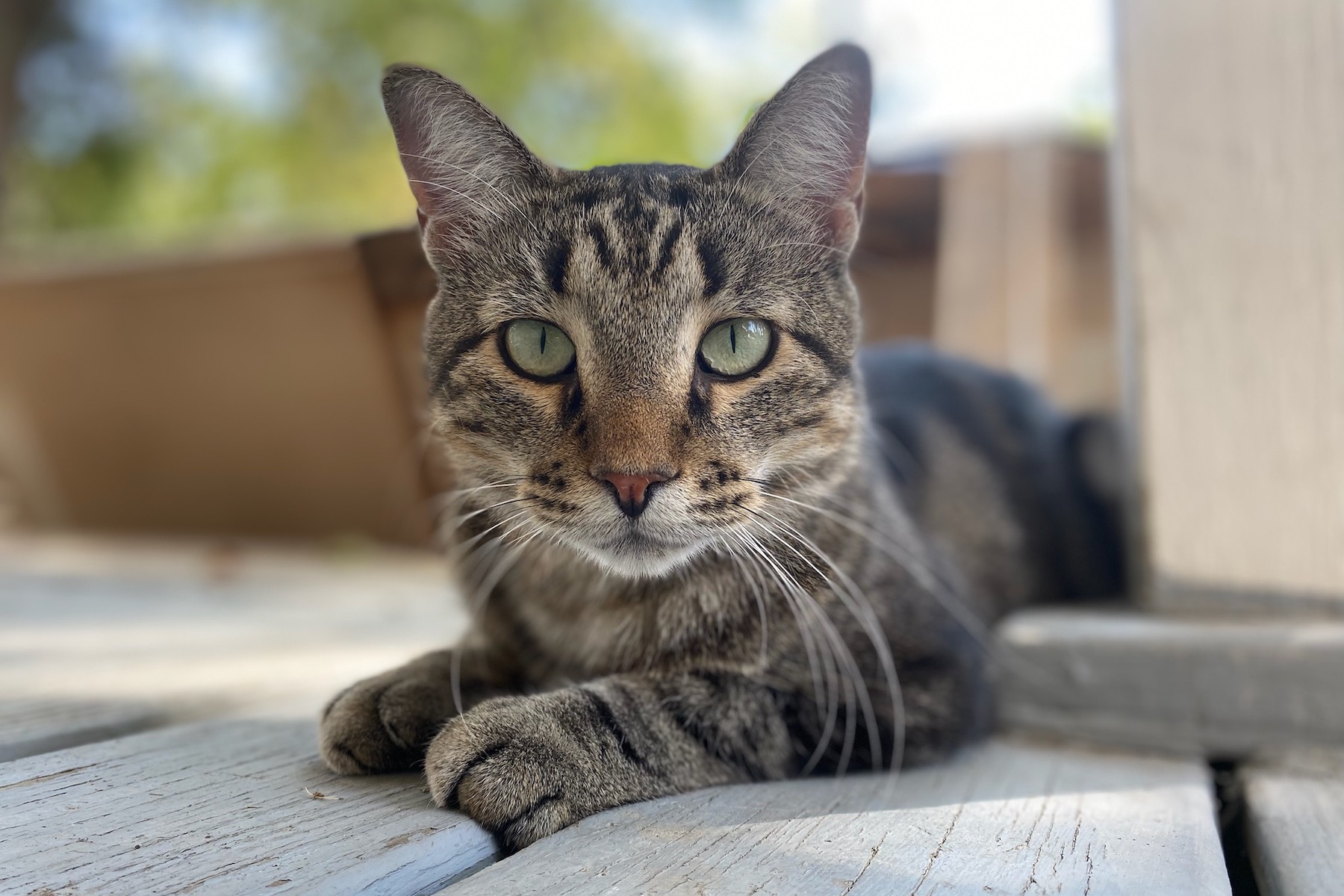 Meet Leftovers, Bishop Arts’ Beloved Restaurant Patio Cat - D Magazine