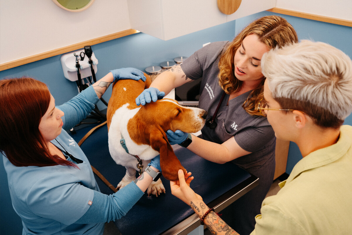 Modern Animal Expands New Approach to Pet Care in Dallas With Addison ...