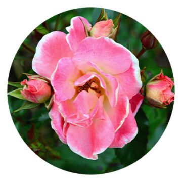 25 Plants That'll Transform Your Dallas Garden - D Magazine