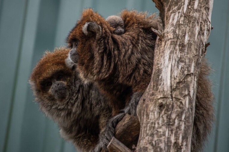 Dallas Zoo Debuts Teeny Tiny Baby Monkeys - D Magazine