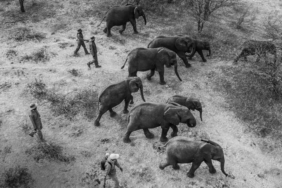 How Orphaned Baby Elephants Gave Debra Stevens a Family - D Magazine