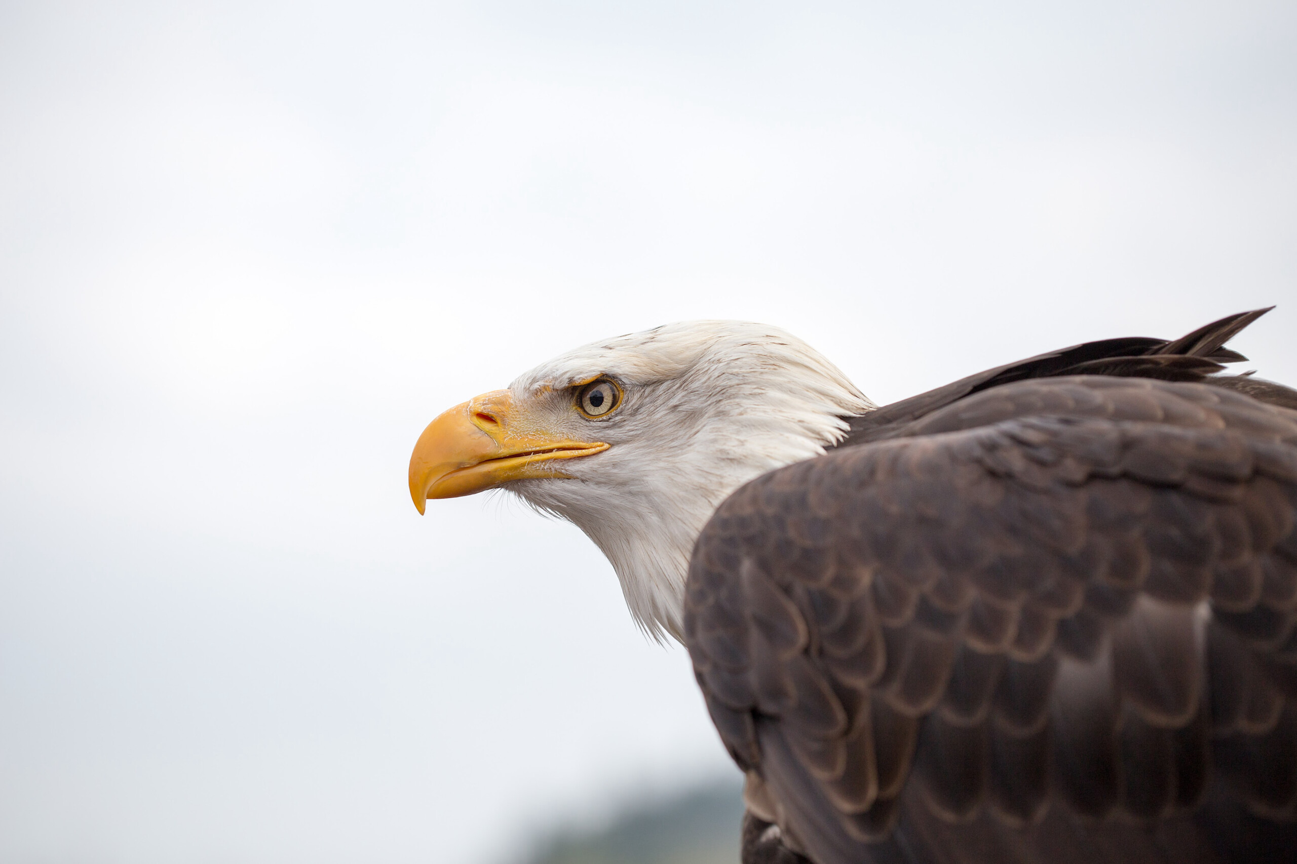Dallas Has Two New Very Bald (Eagle) Residents - D Magazine