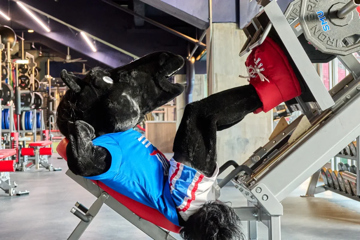 SMU Mascot Peruna Tells All About Joining The ACC - D Magazine