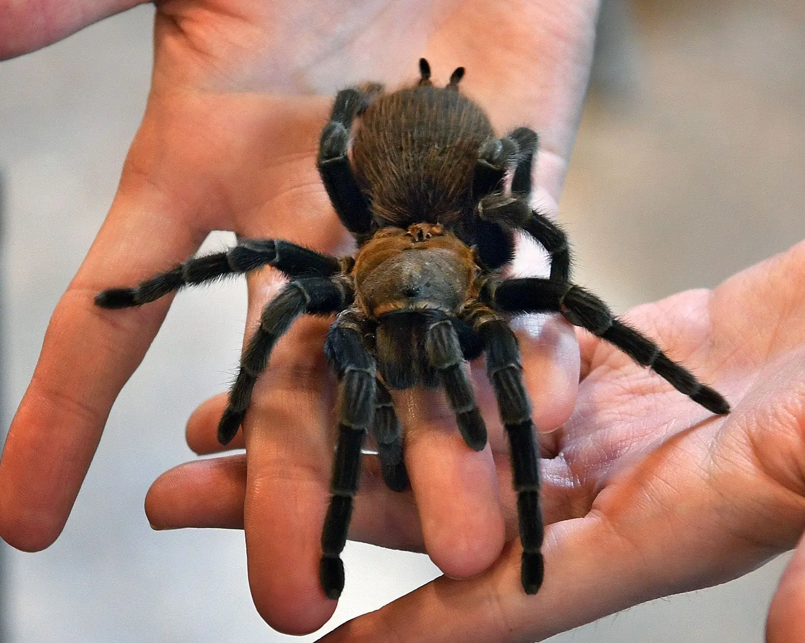 Let’s learn about tarantulas - D Magazine