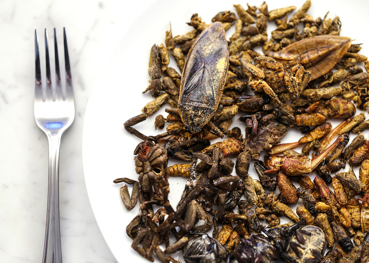 Meat Maniac's Edible Bugs - D Magazine